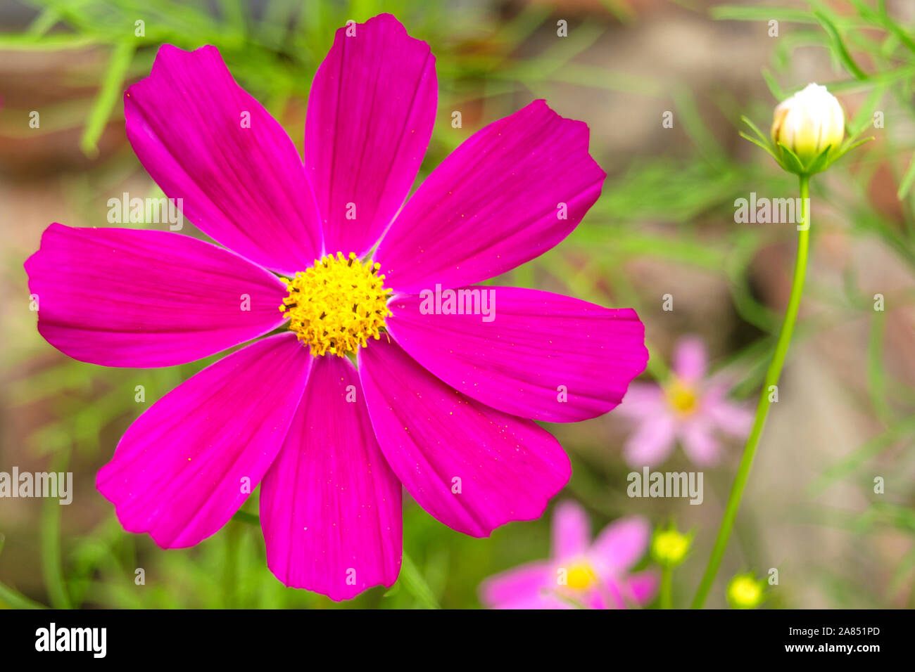 Mexican aster cosmos bipinnatus hi-res stock photography and images - Alamy