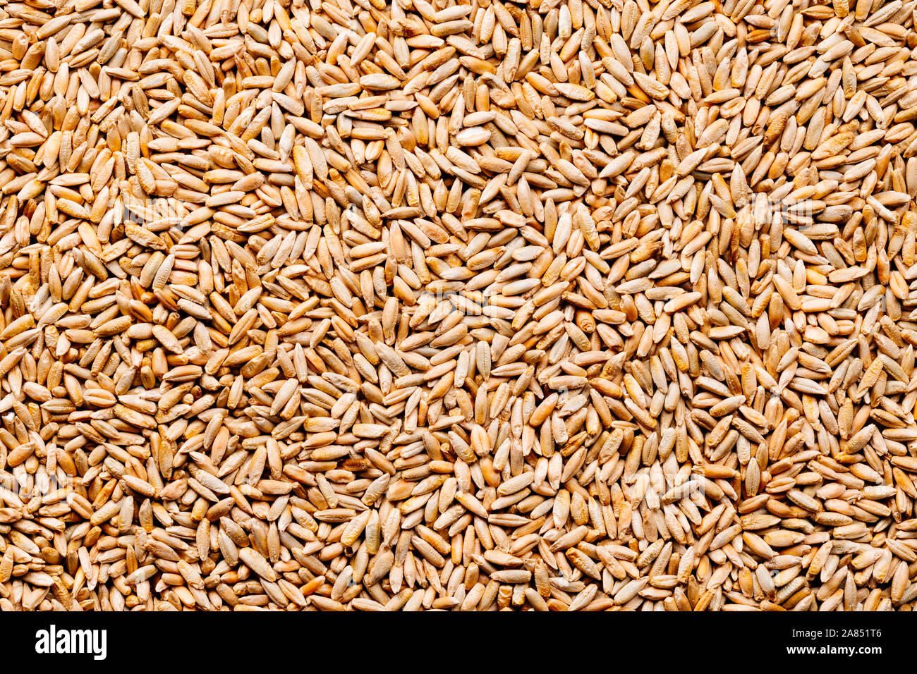 Pale of raw rye seeds Stock Photo - Alamy