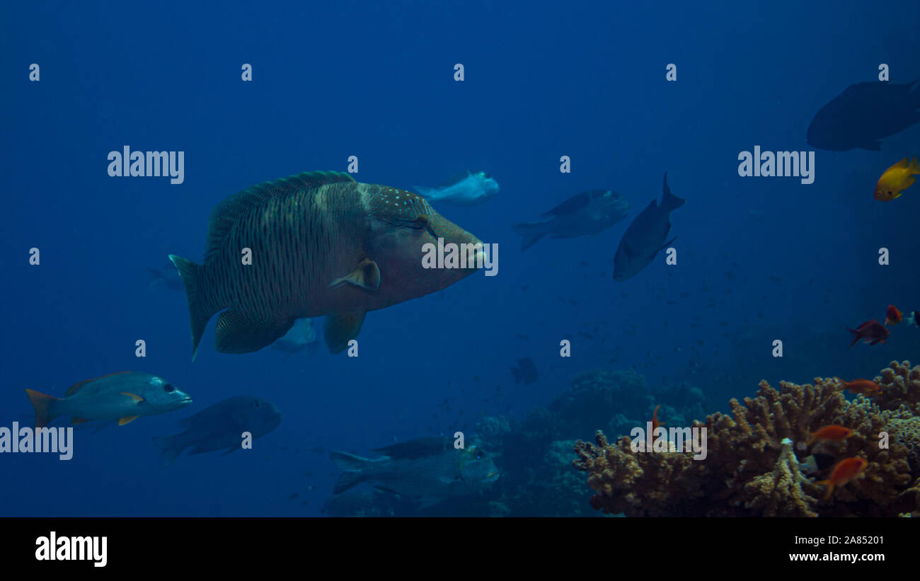 Napoleon wrasse in coral reef, Egypt Stock Photo - Alamy