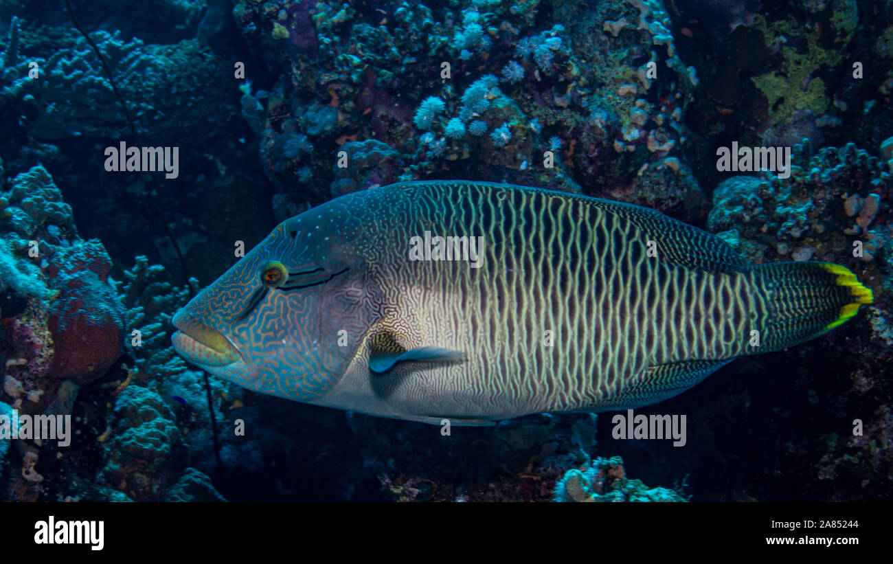 Napoleon wrasse diver hi-res stock photography and images - Alamy
