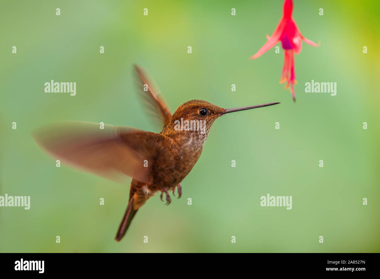 Bronzy Inca - Coeligena coeligena, beautiful tiny brown hummingbird ...
