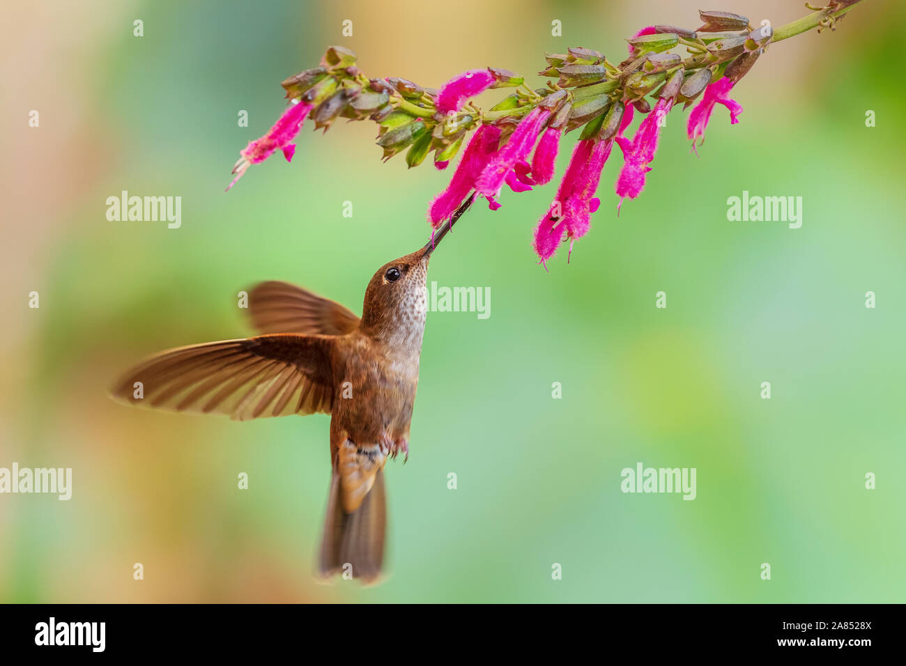 Bronzy Inca - Coeligena coeligena, beautiful tiny brown hummingbird ...