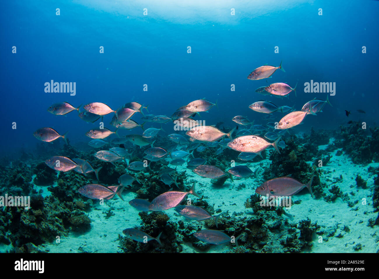 Fish, blue background Stock Photo - Alamy
