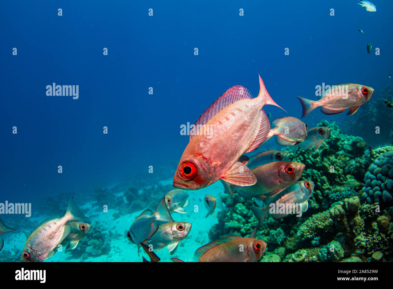 Fish, blue background Stock Photo - Alamy