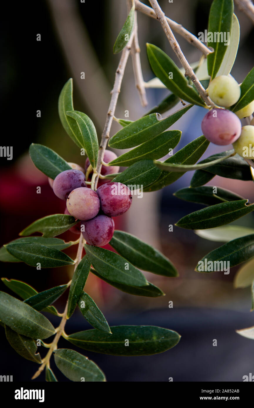 Olive oil arbequina hi-res stock photography and images - Alamy