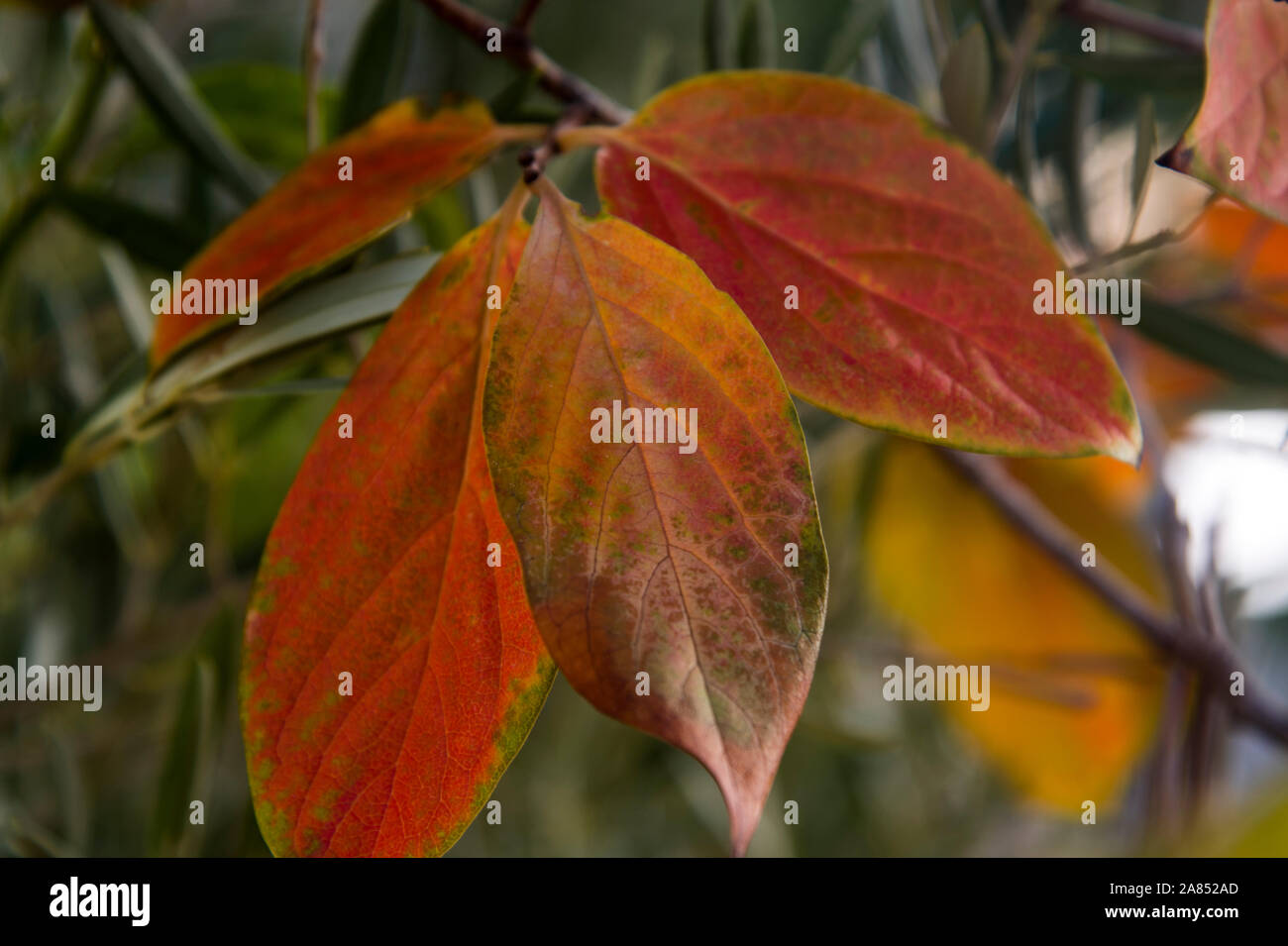 fall persimmon leaves on the branch Stock Photo - Alamy