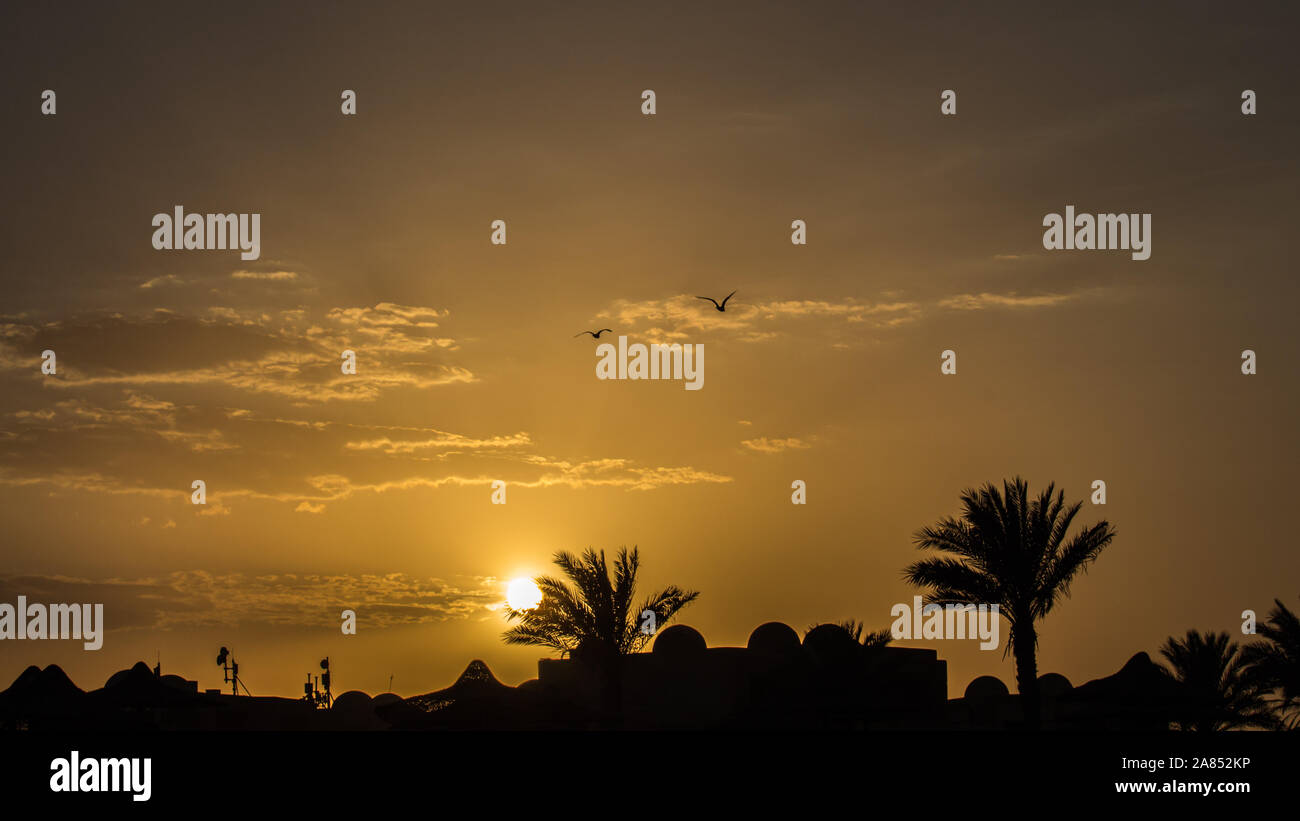 Palm trees and hotel buildings in front of magic sunset in Egypt Stock ...