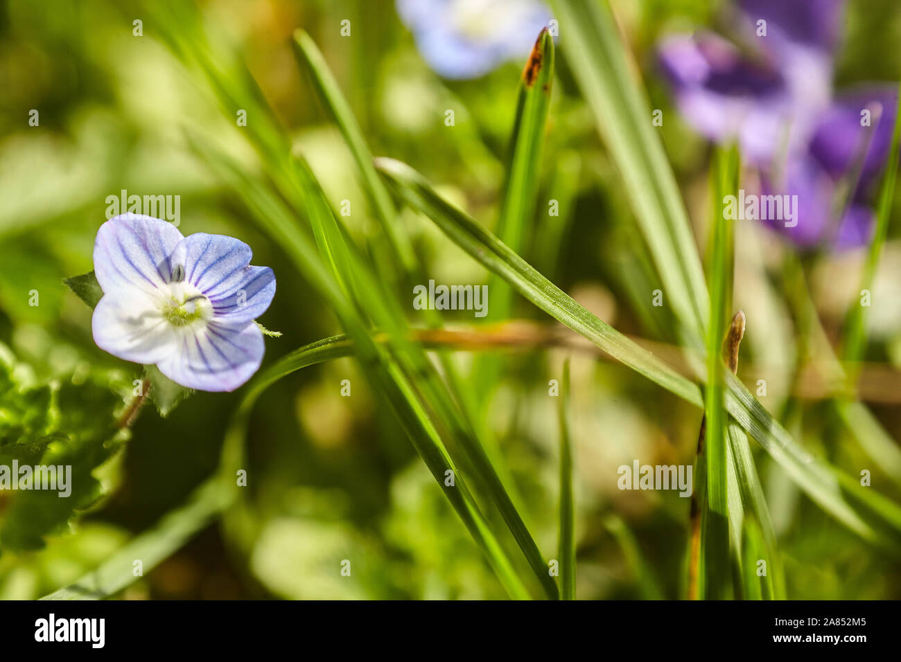 Detail of a small purple flower Stock Photo - Alamy