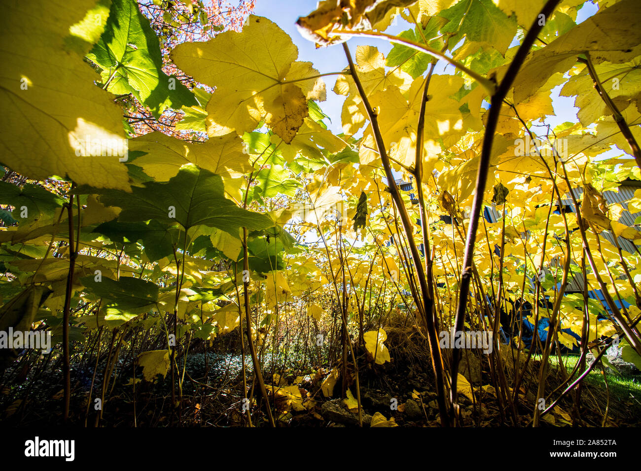 Spooky colours hi-res stock photography and images - Alamy