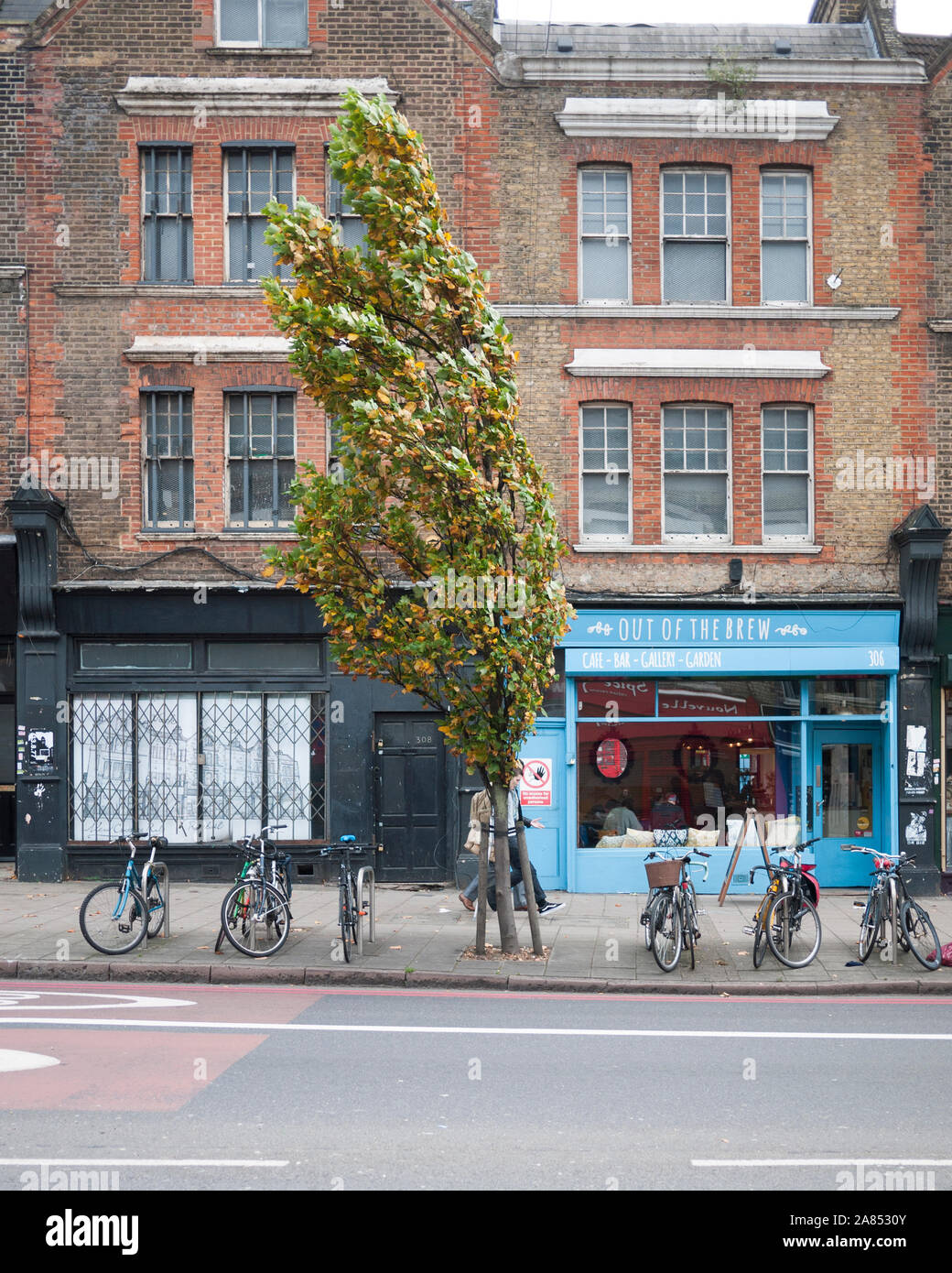 Autumnal fastigiate Tulip Tree (Liriodendron tulipifera) used as a ...