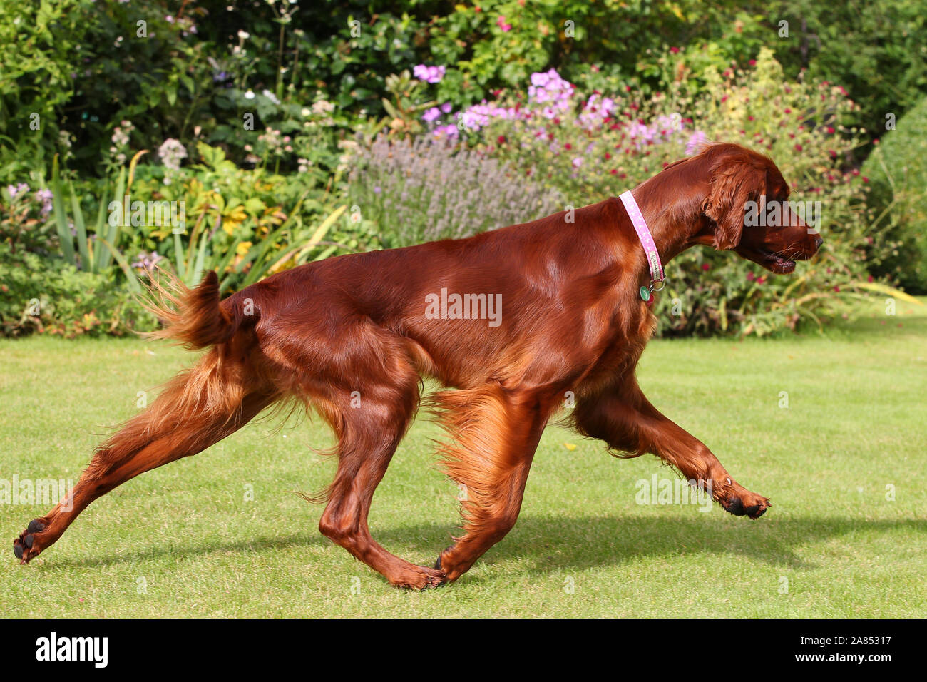 Red setter long ears hi-res stock photography and images - Alamy