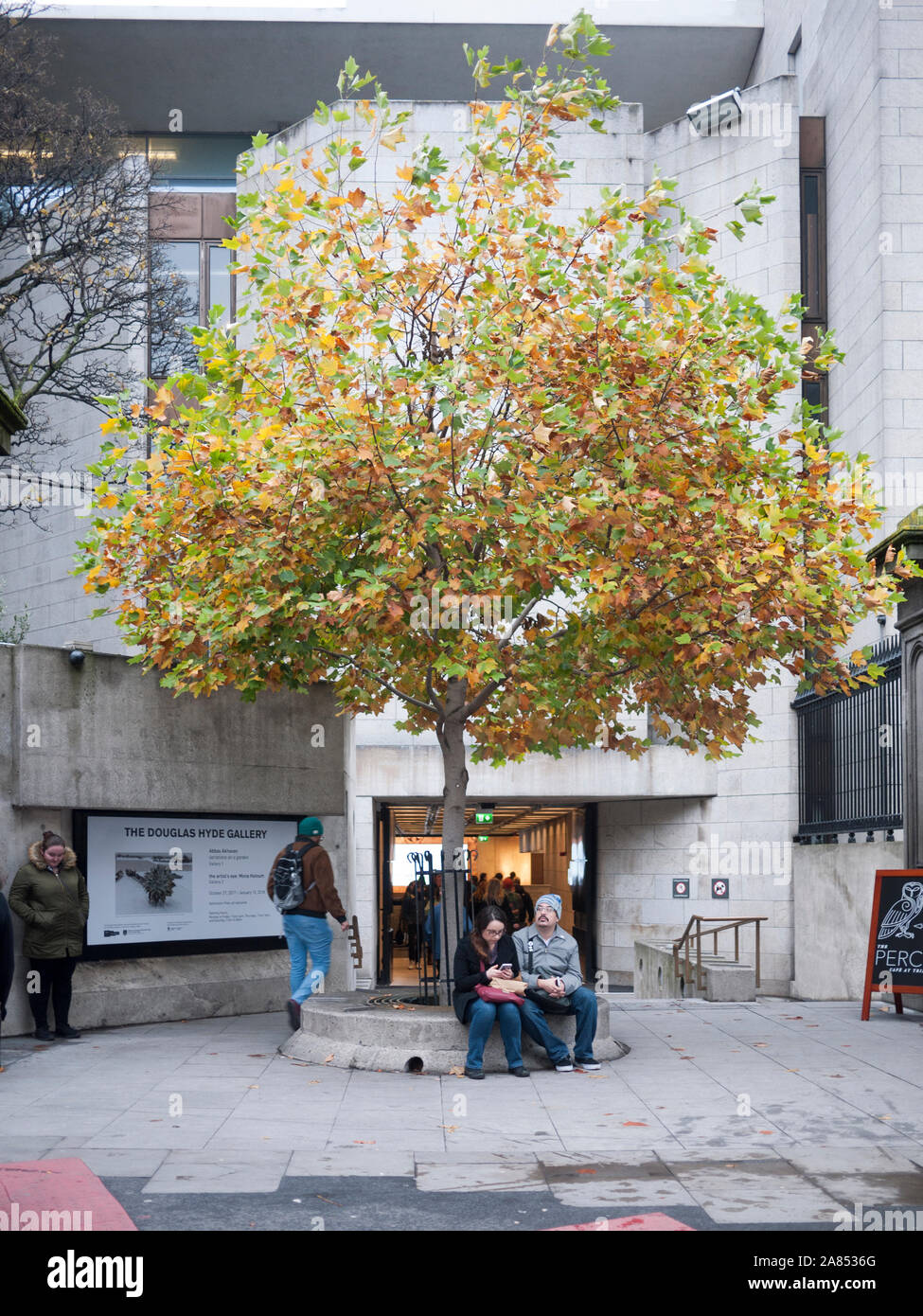 Tulip Tree (Liriodendron tulipifera) urban tree, Dublin Stock Photo - Alamy