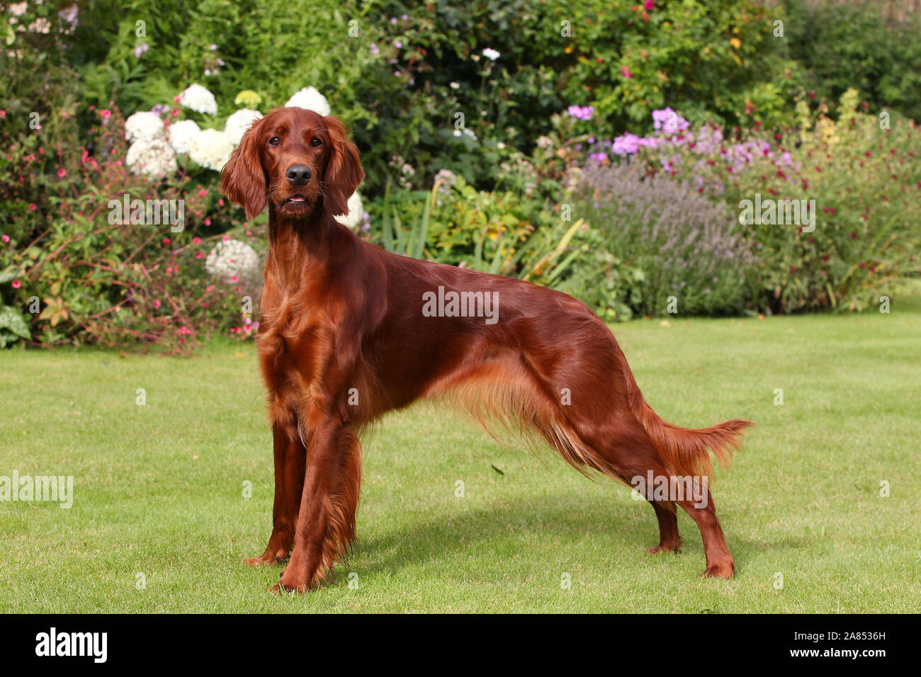 Red setter long ears hi-res stock photography and images - Alamy