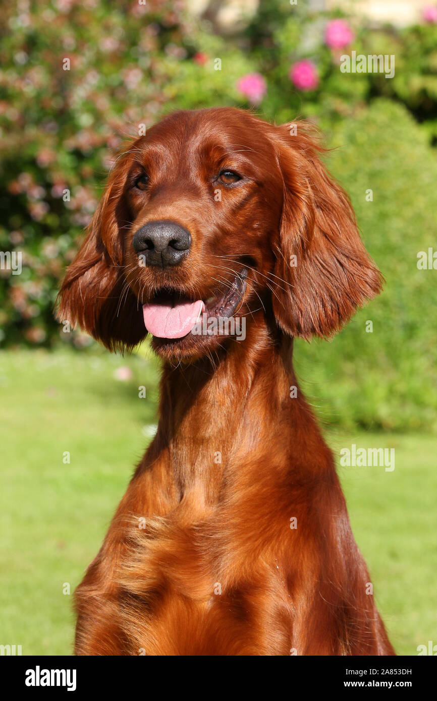Red setter long ears hi-res stock photography and images - Alamy