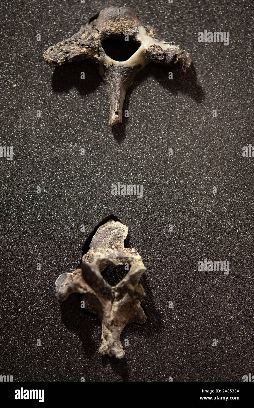 Thoracic vertebrae hi-res stock photography and images - Alamy