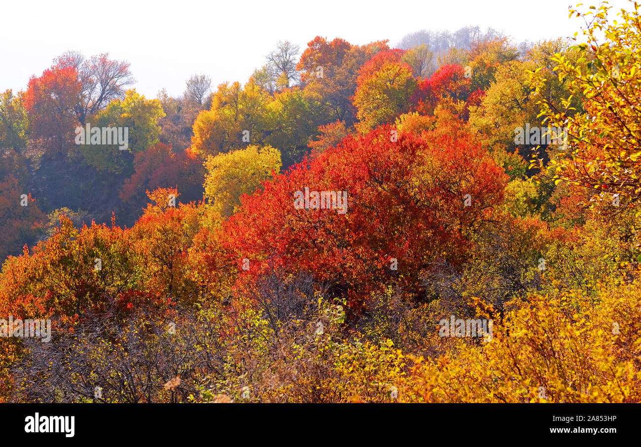 Color palette of the autumn, autumnal colorful trees in the mountains ...