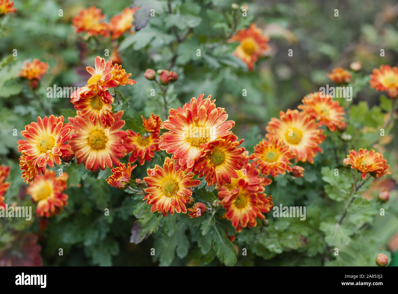 Beautiful orange flowers on a natural background. Autumn flowers in the ...