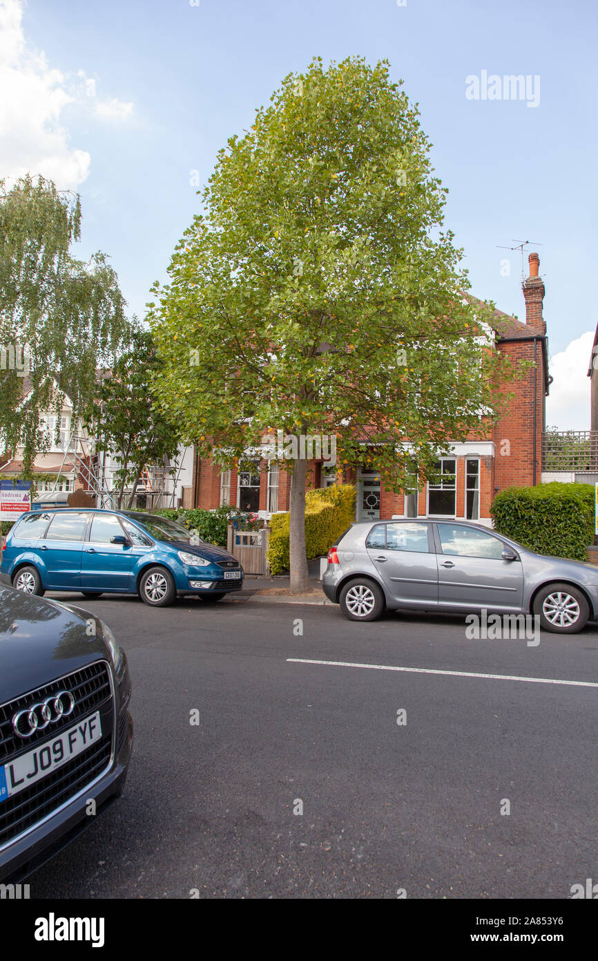 Tulip Tree (Liriodendron tulipifera) urban tree, London Stock Photo - Alamy