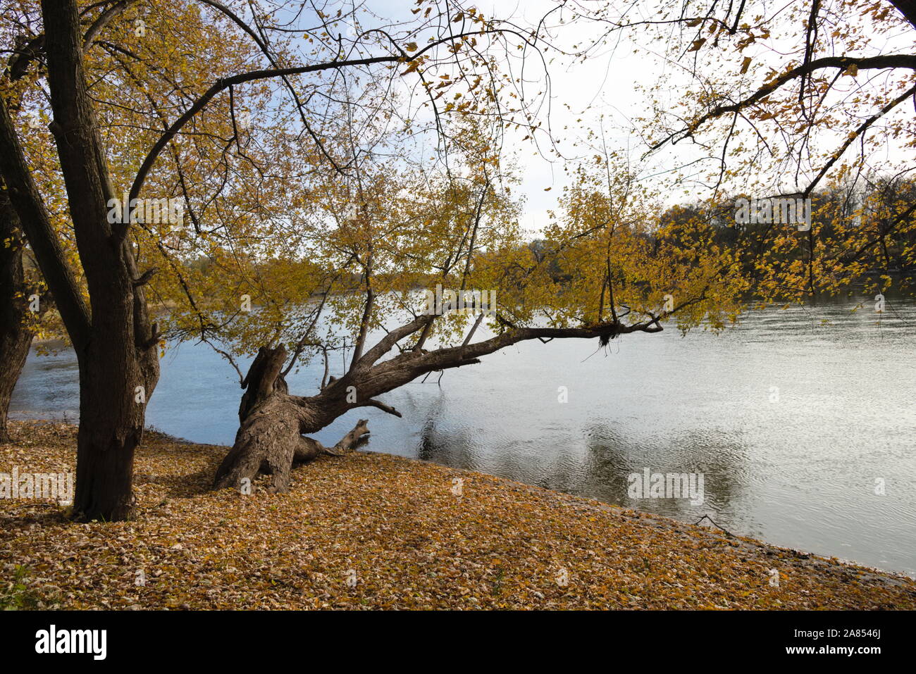 Autumn tree leaning over river Stock Photo - Alamy