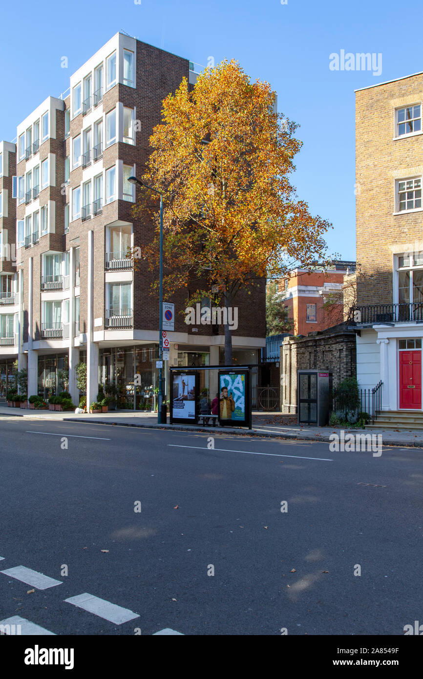 Autumnal Tulip Tree (Liriodendron tulipifera) urban tree, Chelsea ...