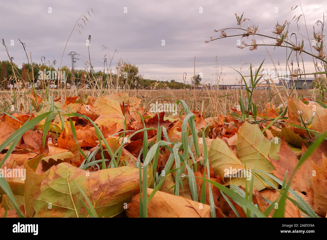 Colours of the autumn, fallen leaves in the field Stock Photo - Alamy