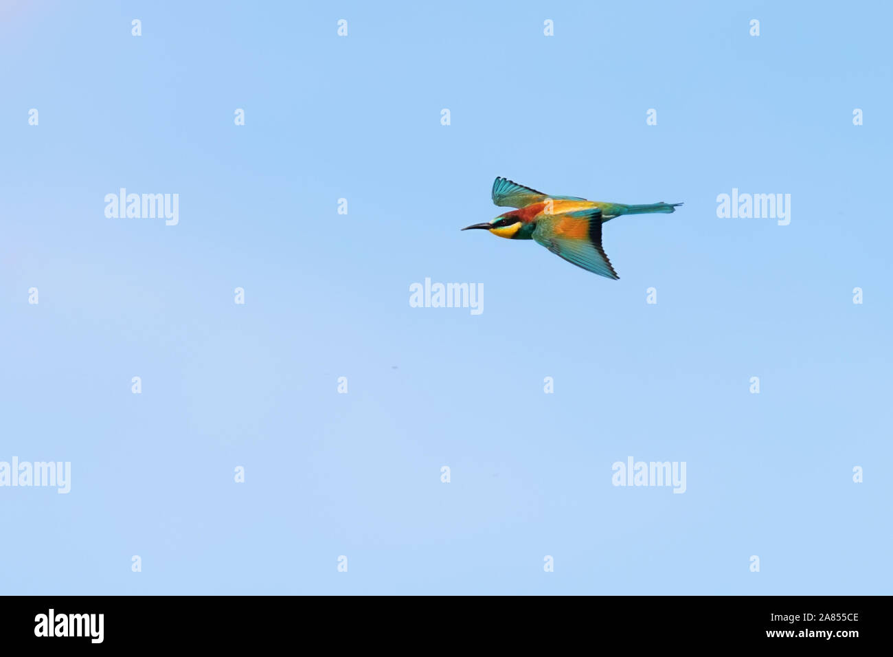 European Bee-Eater In Flight (Merops Apiaster Stock Photo - Alamy