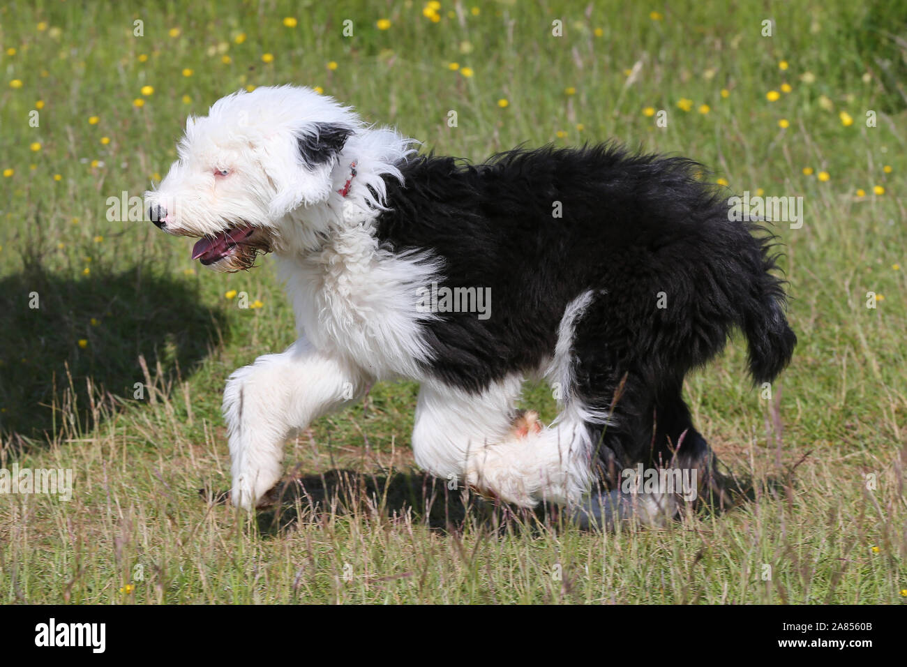 Old english sheepdog lying down hi-res stock photography and images - Alamy