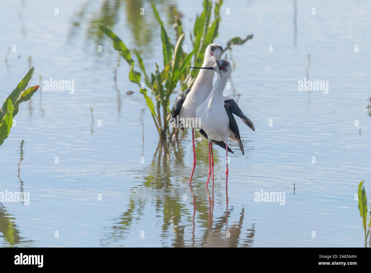 Black winged stilt mating hi-res stock photography and images - Alamy