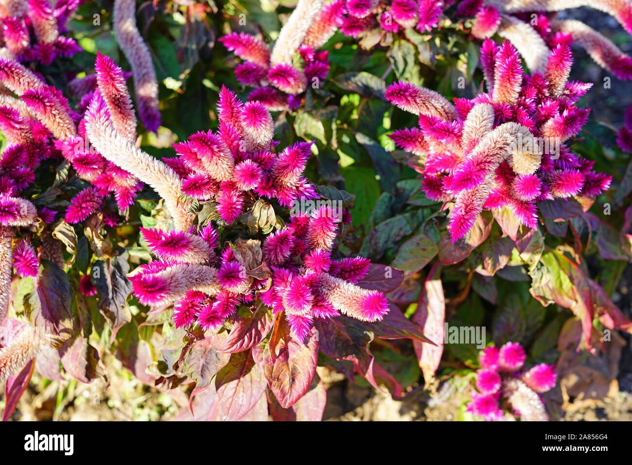 Pink spikes of celosia flowers in bloom in the fall Stock Photo - Alamy
