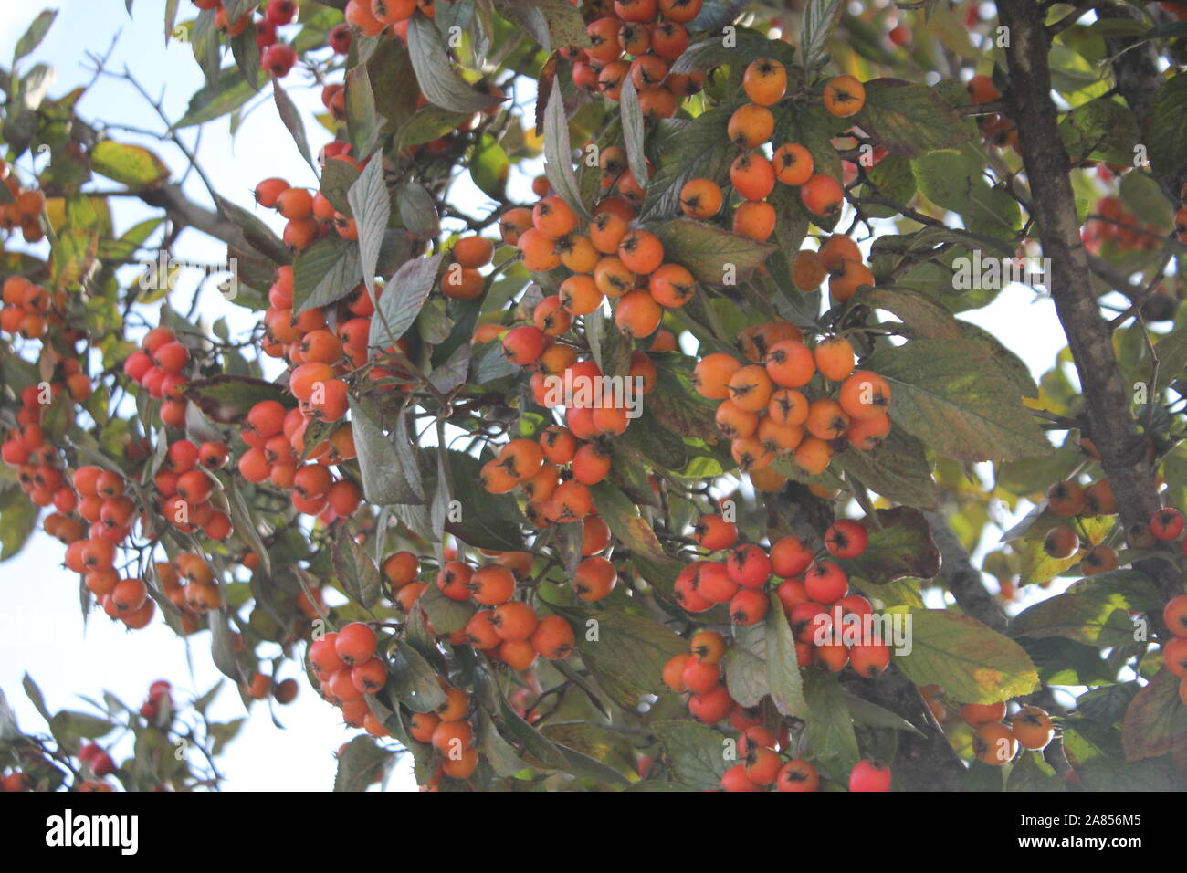Fruits with leaf hi-res stock photography and images - Alamy