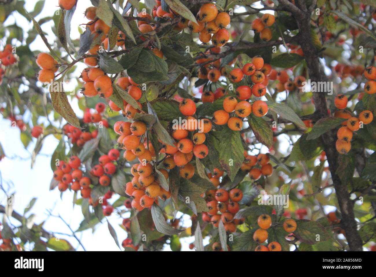 Hanging fruits hi-res stock photography and images - Alamy