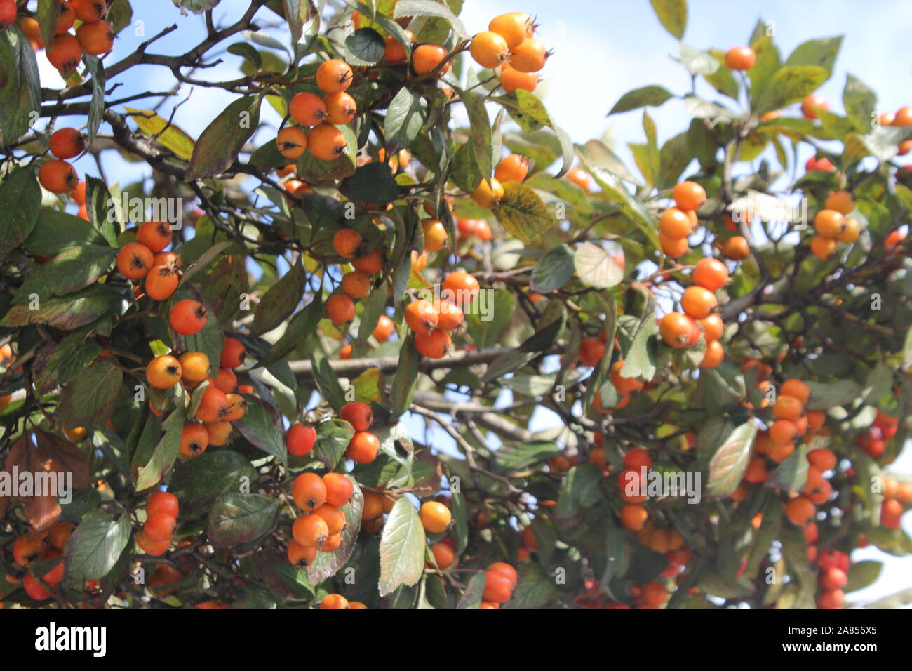 Hanging fruits hi-res stock photography and images - Alamy