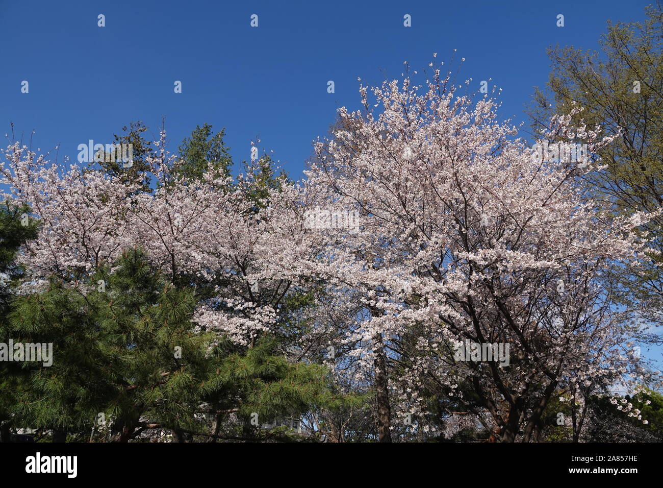 Spring on the university campus Stock Photo - Alamy