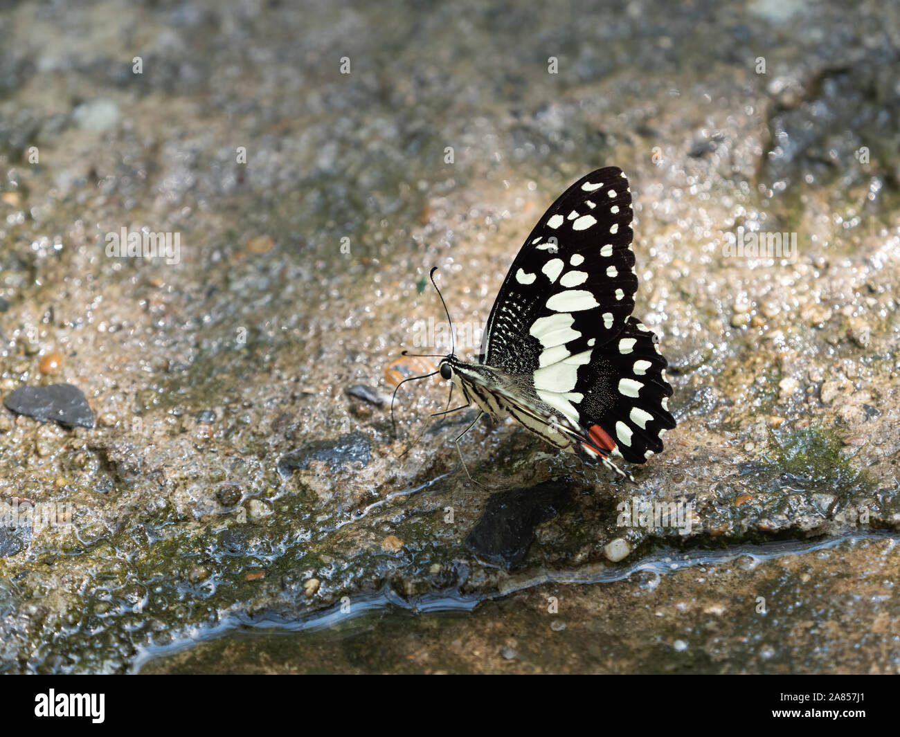 Butterfly water stream hi-res stock photography and images - Alamy