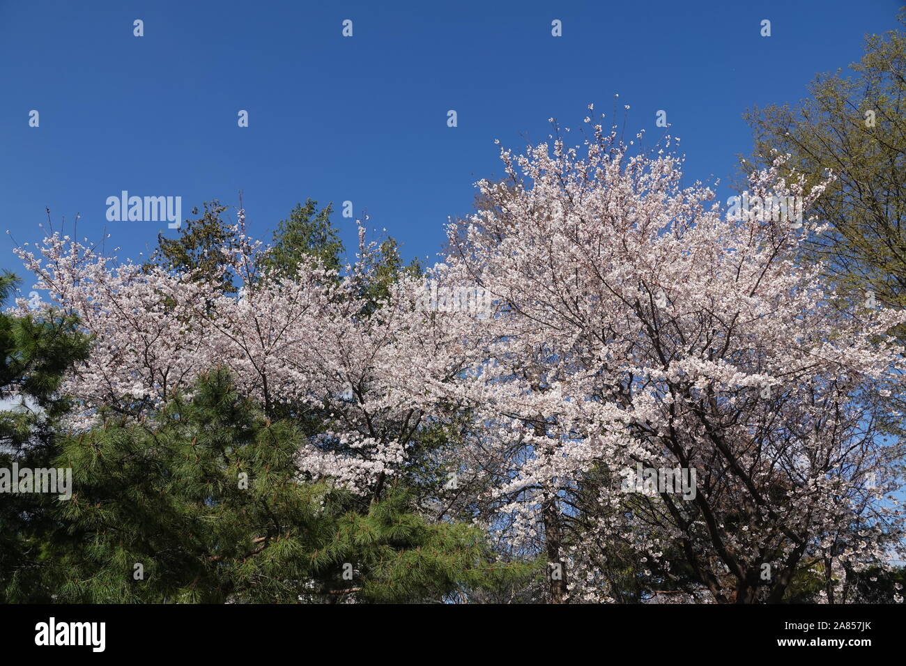 Spring on the university campus Stock Photo - Alamy