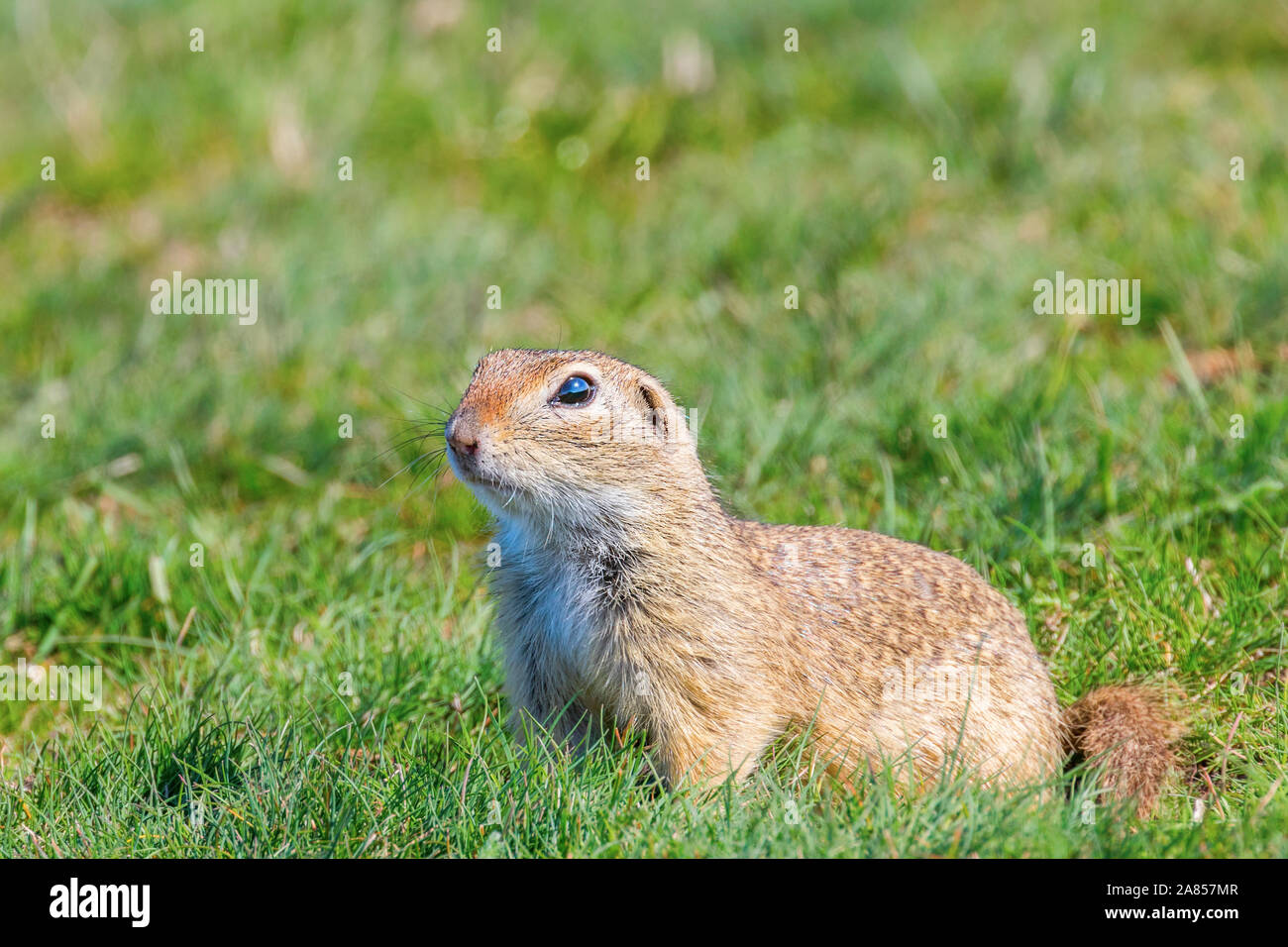 European ground squirrel, Souslik (Spermophilus citellus) natural ...