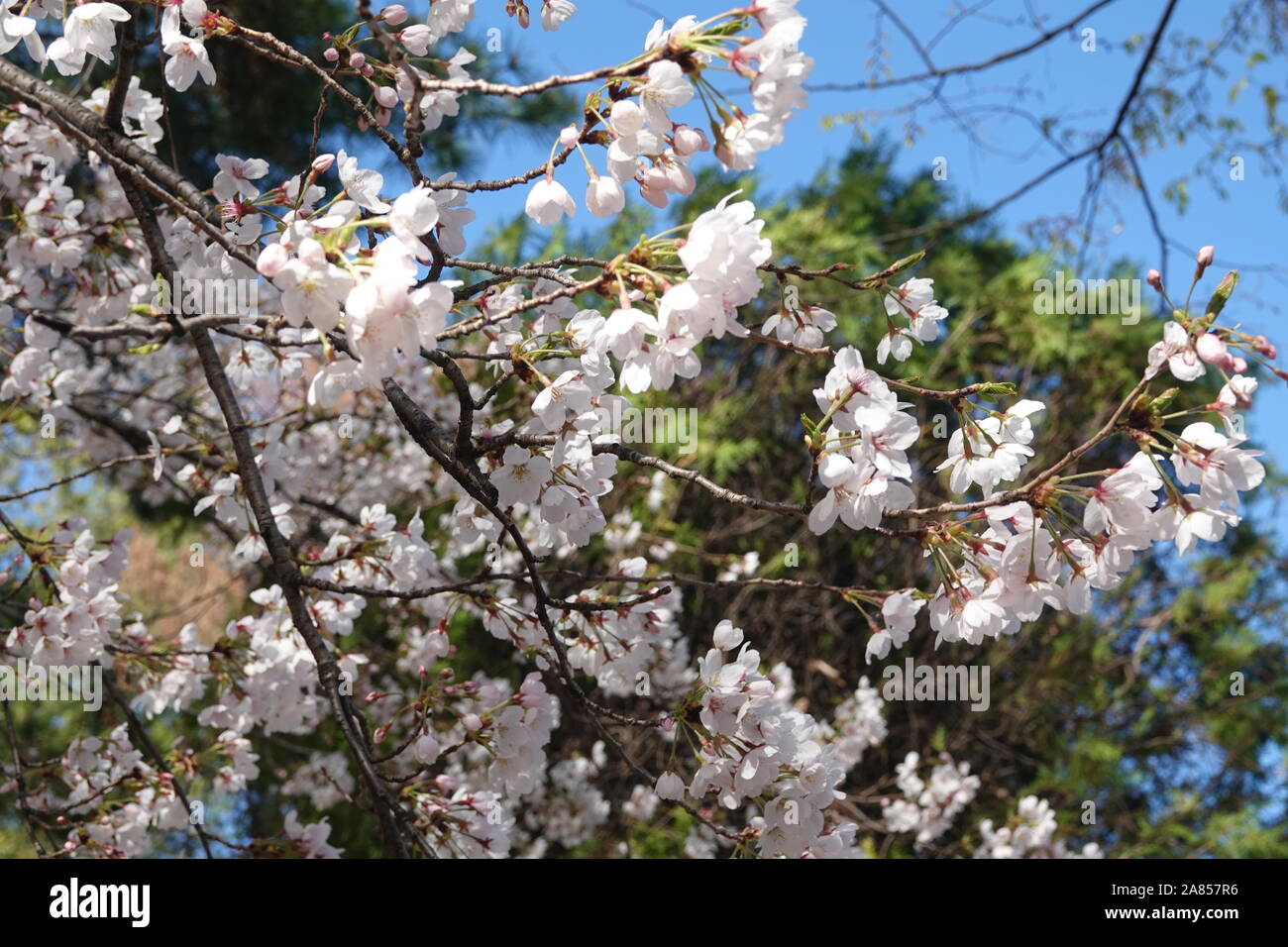 Spring on the university campus Stock Photo - Alamy