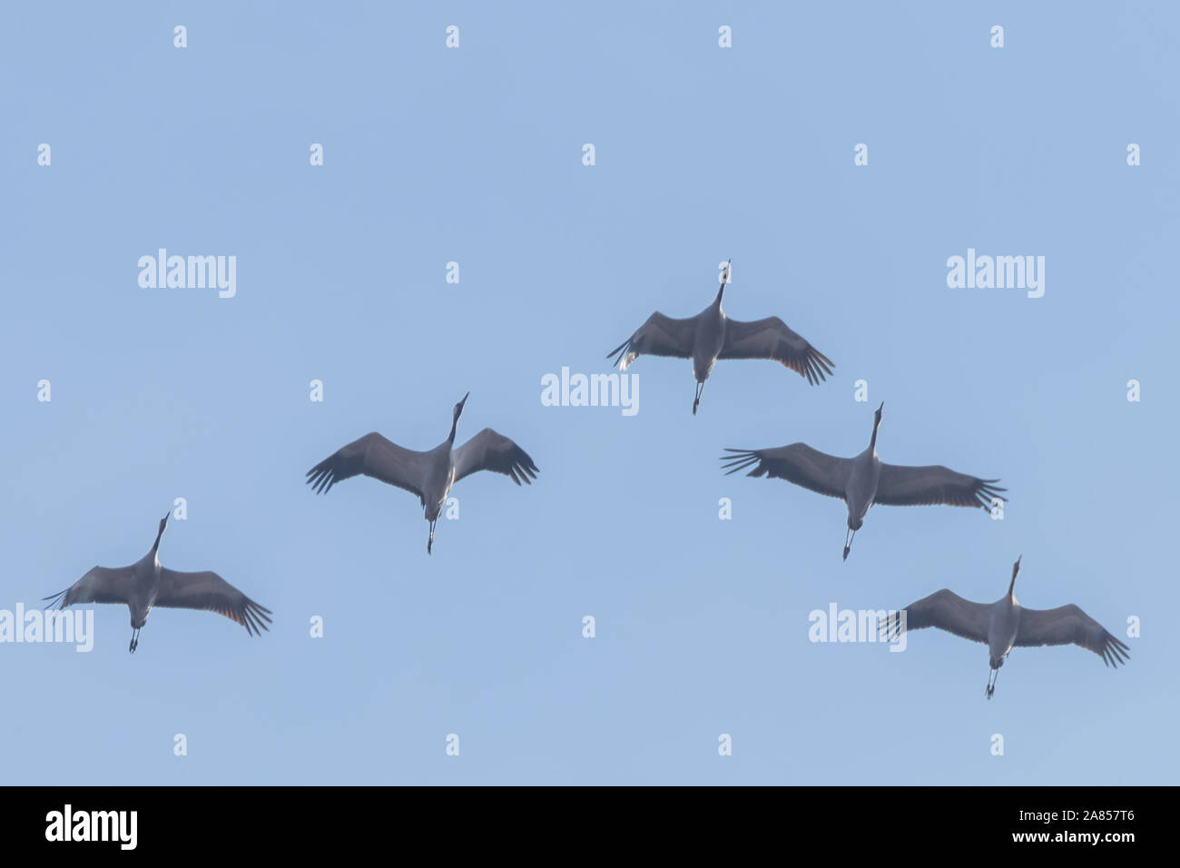 Flying flock of Common Crane (Grus grus) in flight blue skies ...