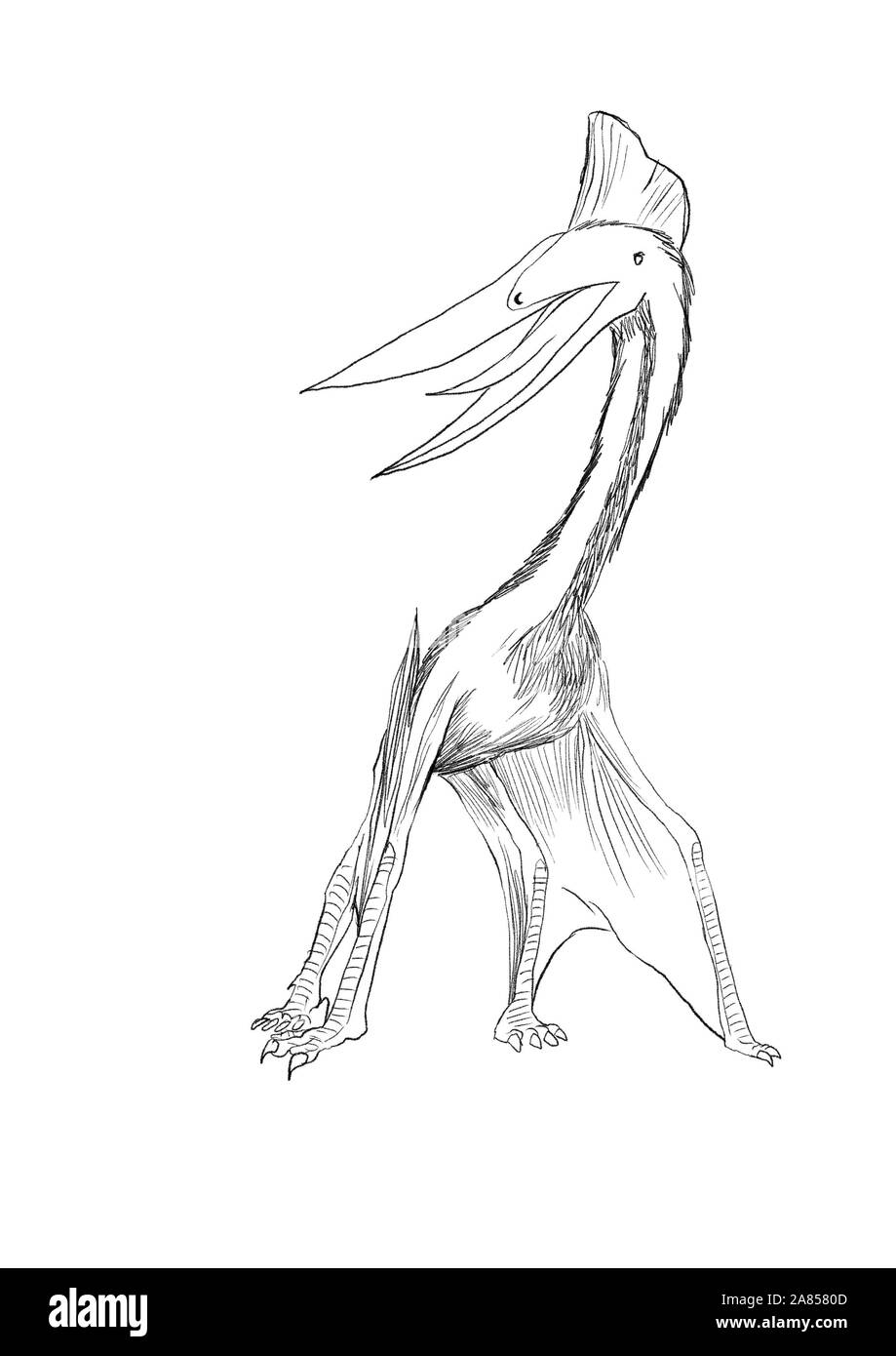 Pterosaur species Black and White Stock Photos & Images - Alamy