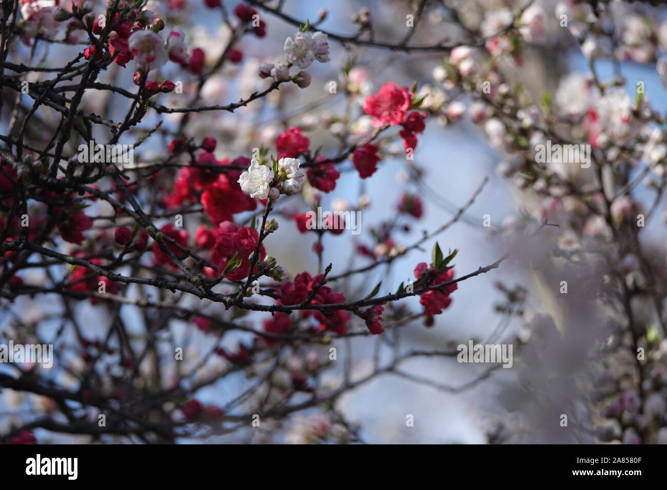 Spring on the university campus Stock Photo - Alamy