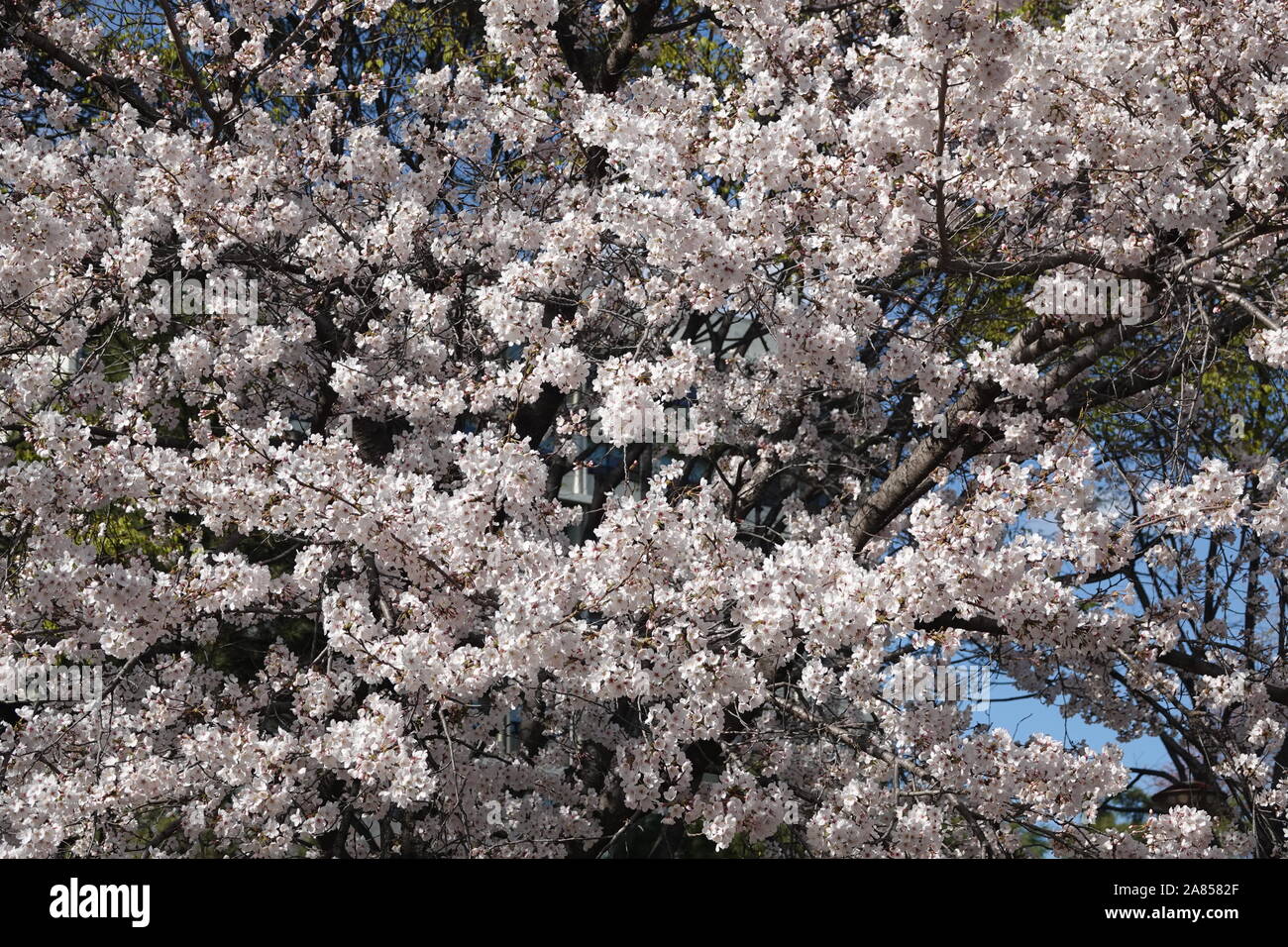Spring on the university campus Stock Photo - Alamy