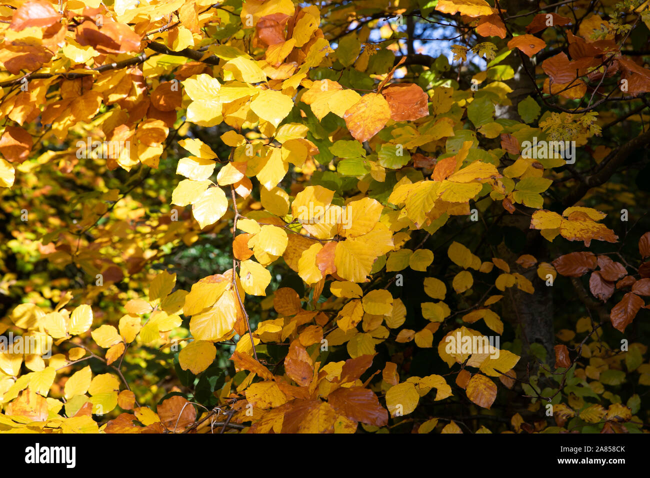 Keston Ponds,Kent,UK,6th November 2019,Glorious Autumn sunshine over ...