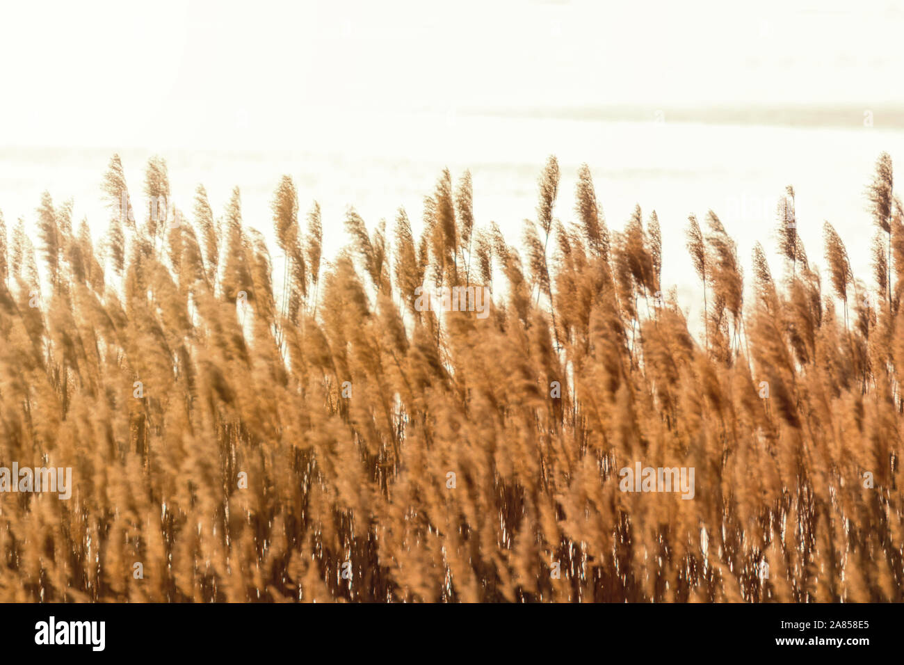 Reed bending hi-res stock photography and images - Alamy