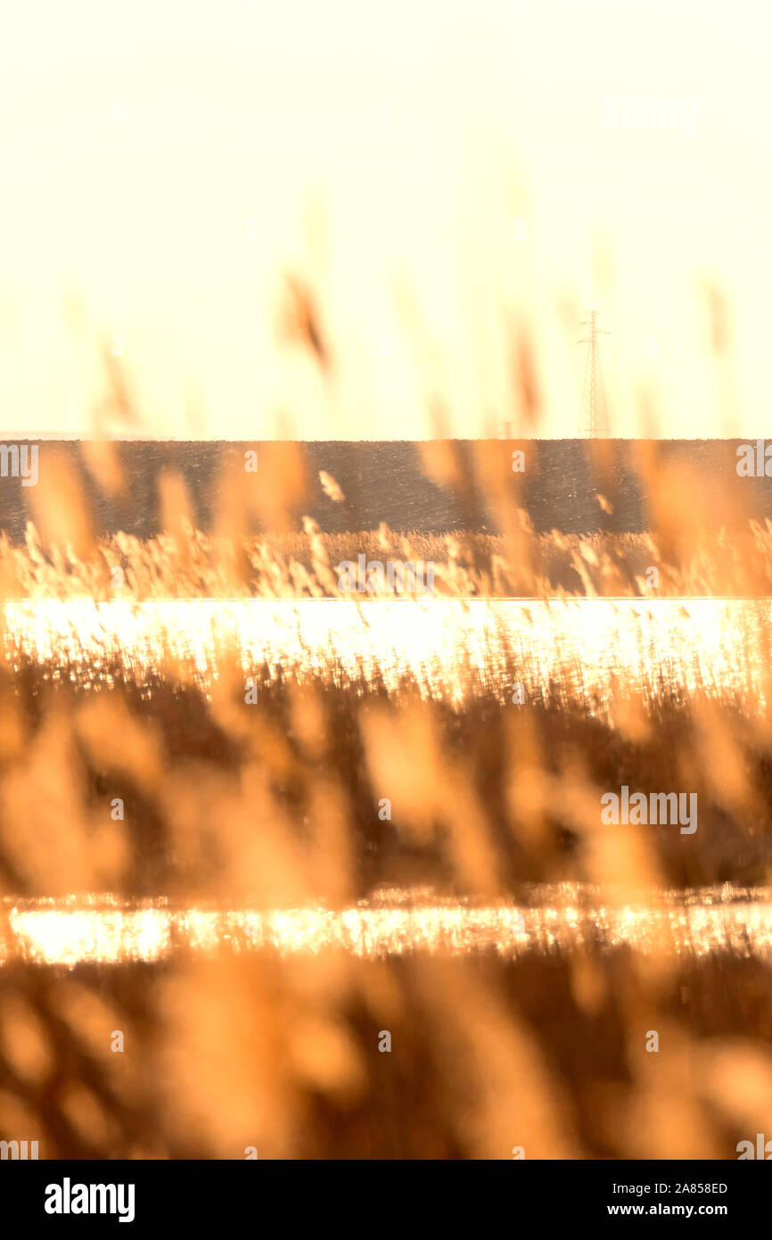 Dry reed bending over water hi-res stock photography and images - Alamy