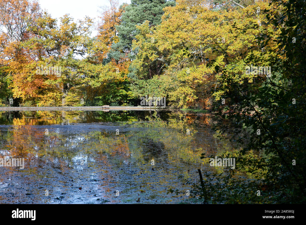Keston Ponds,Kent,UK,6th November 2019,Glorious Autumn sunshine over ...