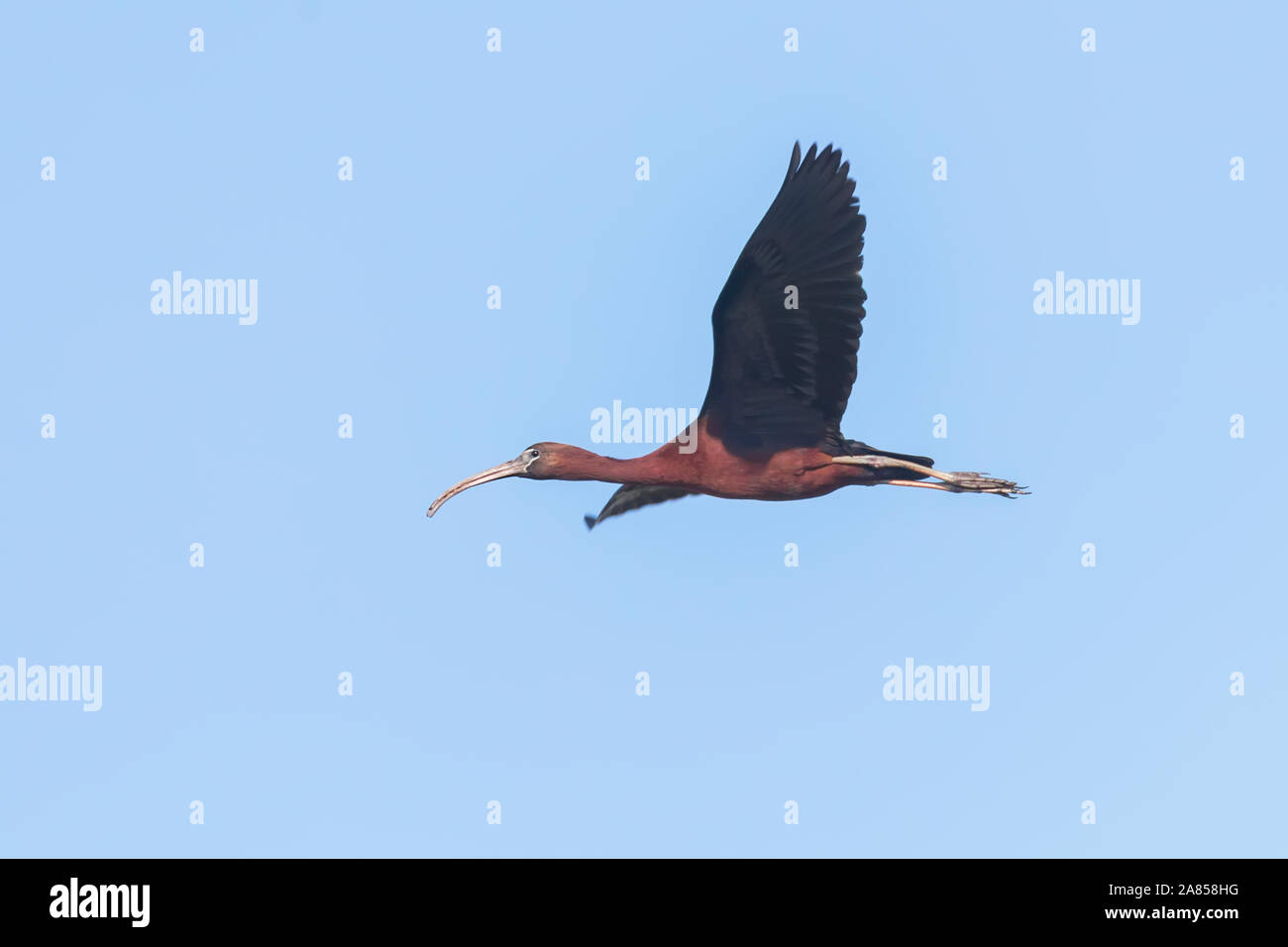 Glossy Ibis in Flight (Plegadis falcinellus Stock Photo - Alamy