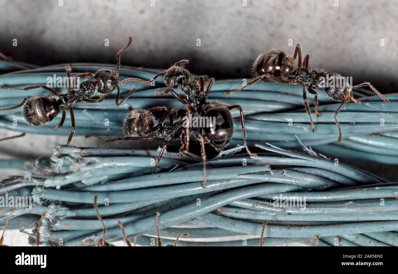 Macro Photography of Group of Black Garden Ants on Nylon Rope Stock ...