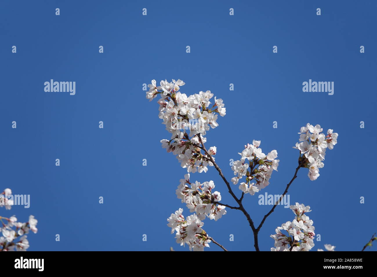 Spring on the university campus Stock Photo - Alamy