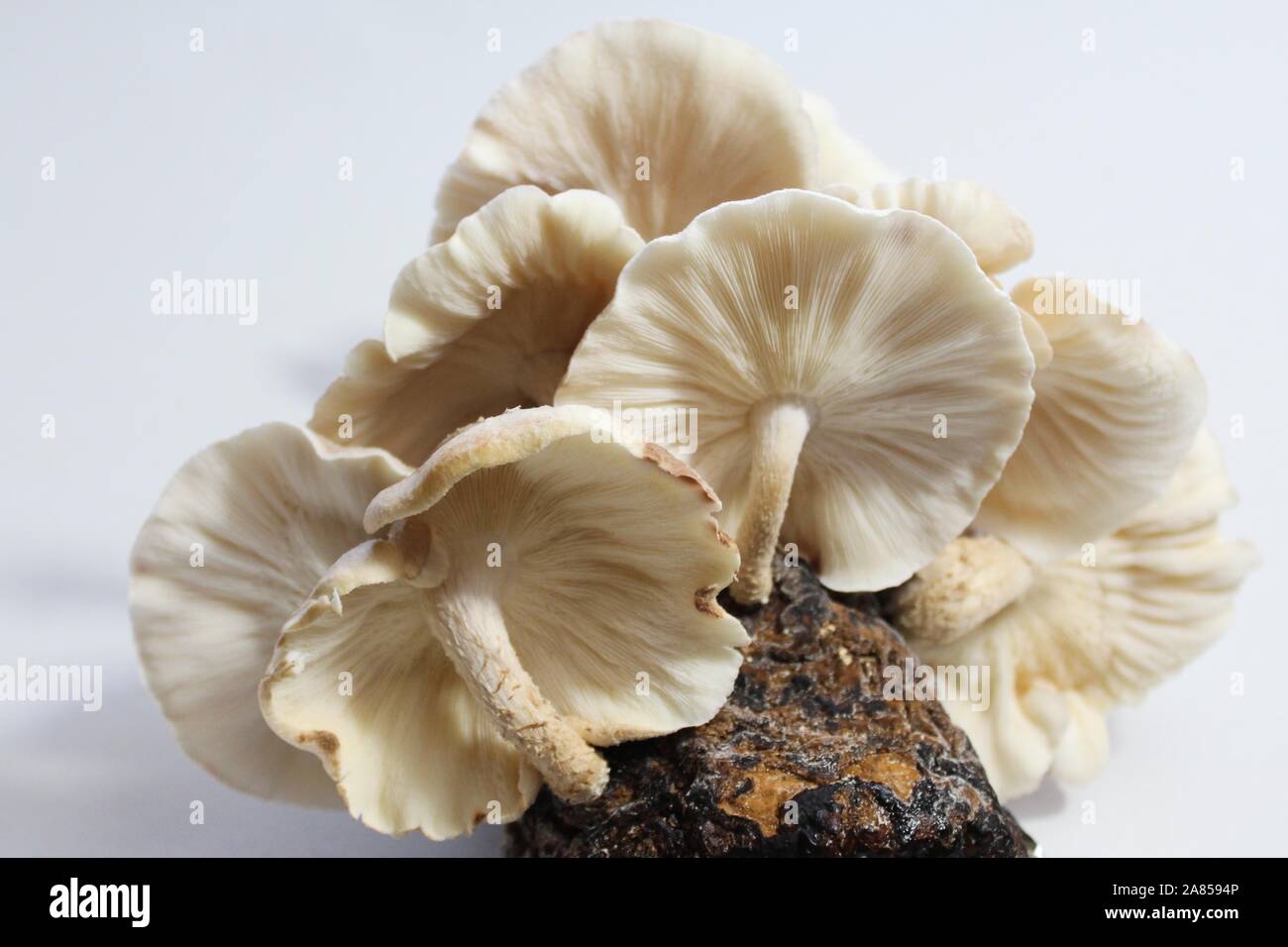The picture shows a shiitake on a mushroom substrate Stock Photo - Alamy