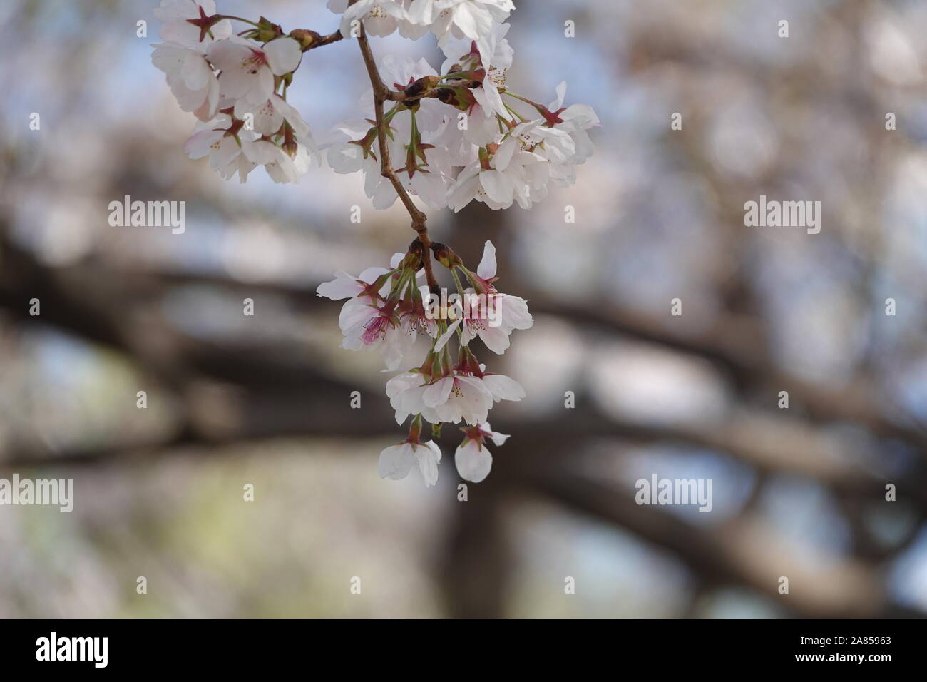 Spring on the university campus Stock Photo - Alamy